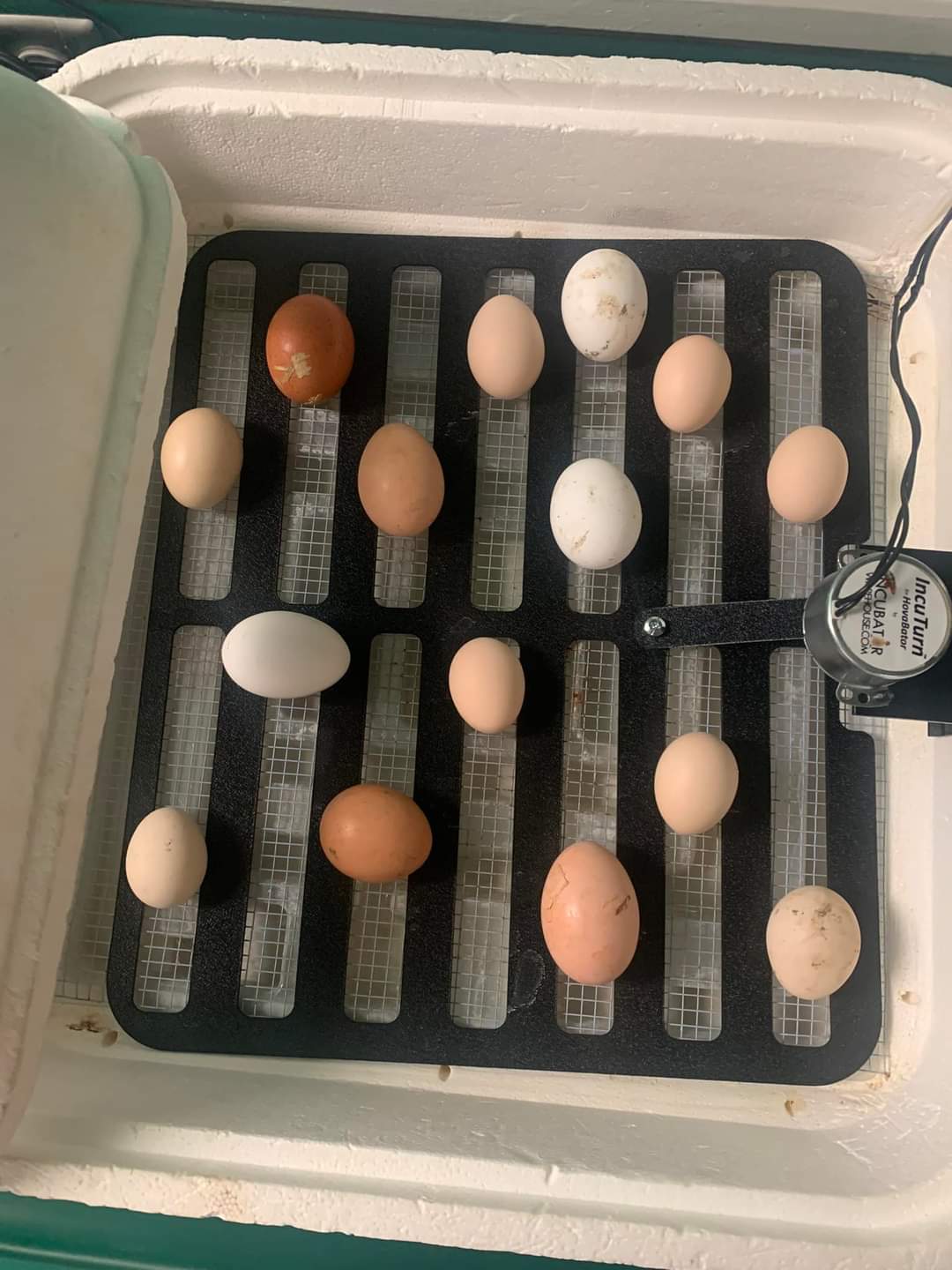 Local Students Hatch Excitement with “Chick-It-Out” Program | Henry ...