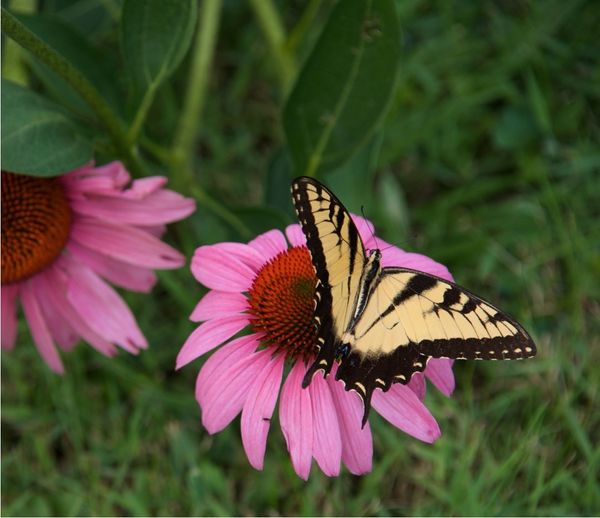 Healthy Communities of Henry County: Thriving through Nature and ...