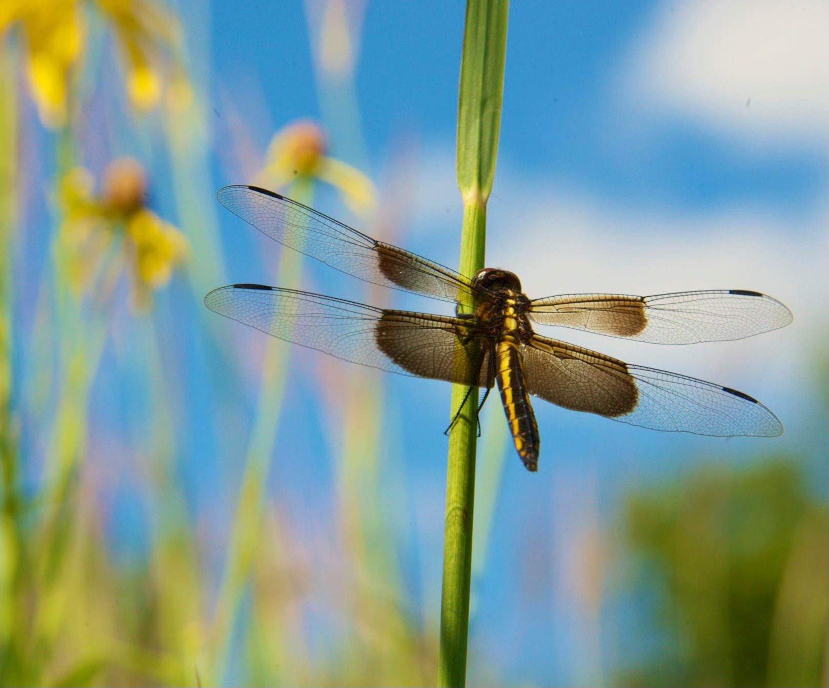 Healthy Communities of Henry County: Thriving through Nature and ...
